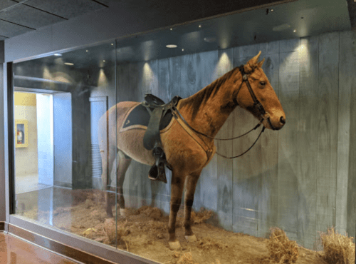 Where Is The War Horse Comanche Today?