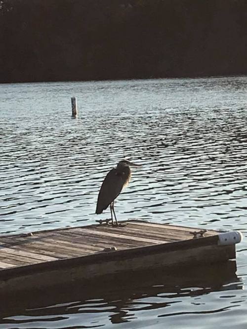 Belews Lake: A Llittle-Known Lake In North Carolina