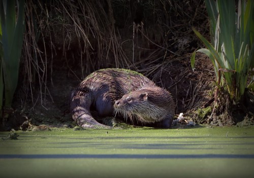 The Little-Known Comeback Story Of River Otters In Indiana