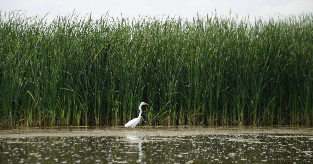 The 15 Best State Parks In Illinois To Visit ASAP