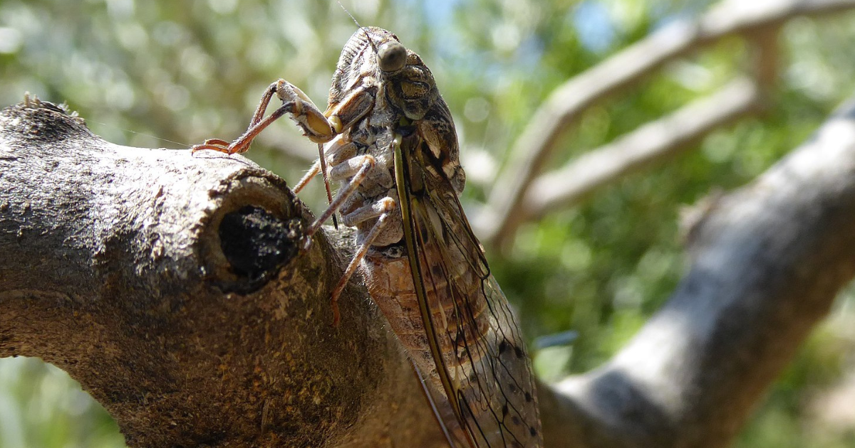 Double Emergence Of Cicadas 2024 In Georgia: Everything You Need To Know