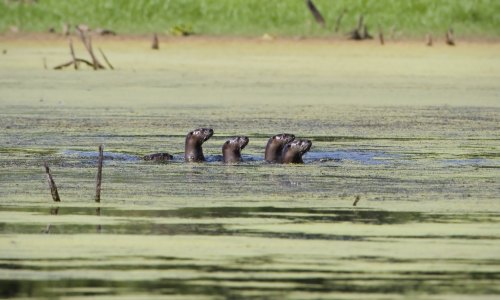 The Little-Known Comeback Story Of River Otters In Indiana