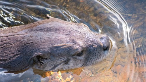 The Little-Known Comeback Story Of River Otters In Indiana