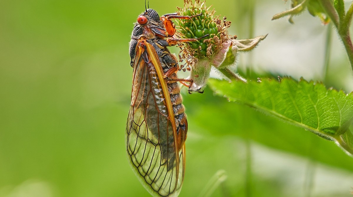 For The First Time In 221 Years, A Rare Double Emergence Of Cicadas Is ...