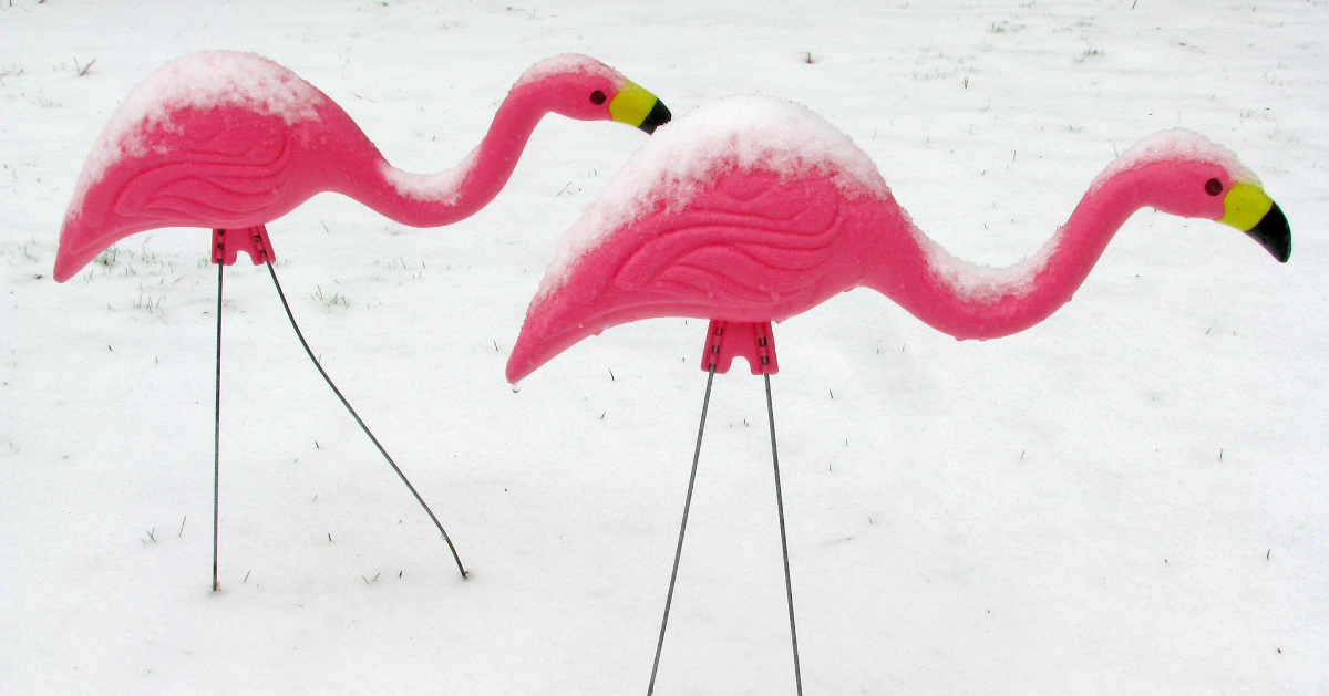 Most People Didn’t Know That The Plastic Pink Flamingo Was Invented ...