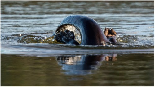 The Little-Known Comeback Story Of River Otters In Indiana