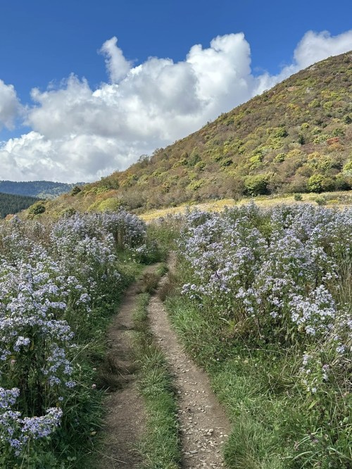 Hike An Iconic Trail In North Carolina: Sam Knob Trail In Canton