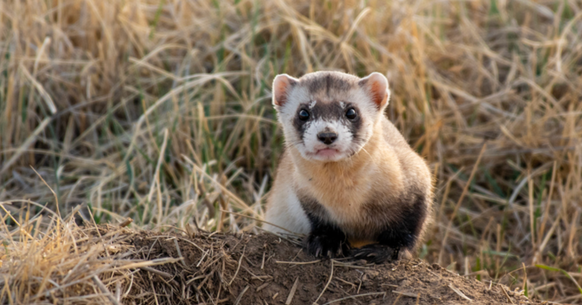 The Little-Known Story Of The Black-Footed Ferret In Colorado And How ...