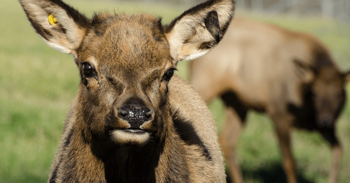Elk In Missouri Are Making A Comeback