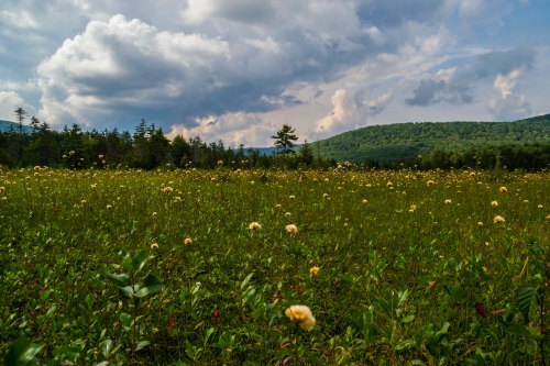 The 12 Best Things To Do In West Virginia In Spring