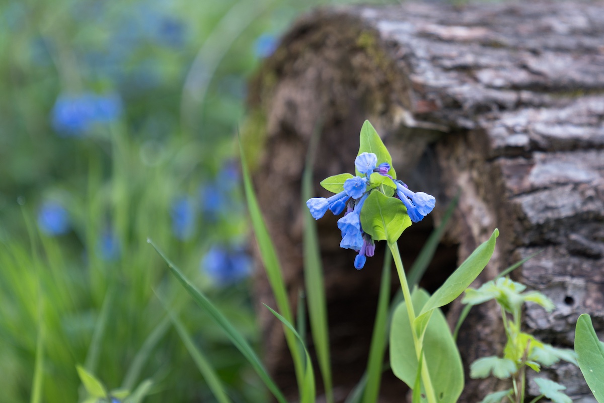 Enjoy This Spring Wildflower Road Trip In Minnesota