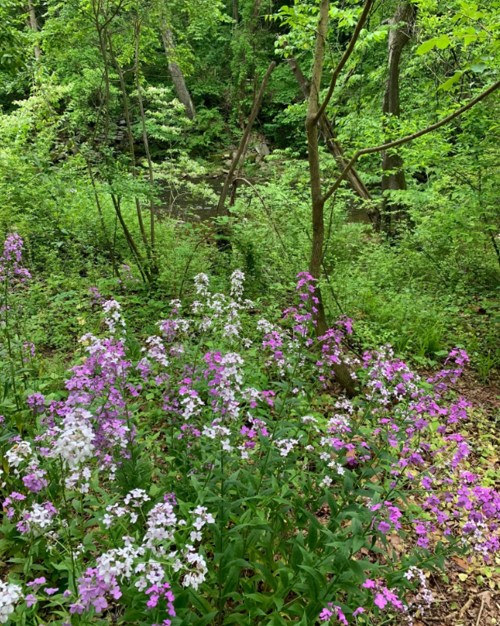 Wildflower Trail In Philadelphia, Pennsylvania