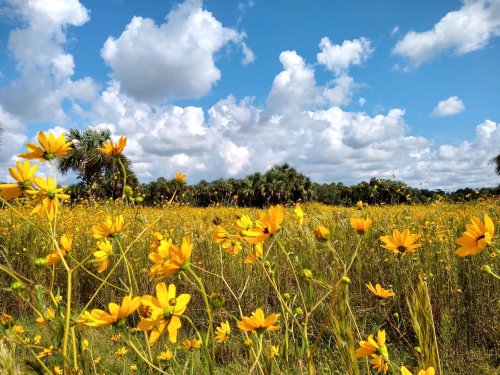 The 14 Best Things To Do In Florida In Spring