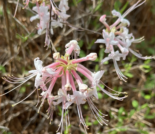 The 13 Best Things To Do In Louisiana In Spring