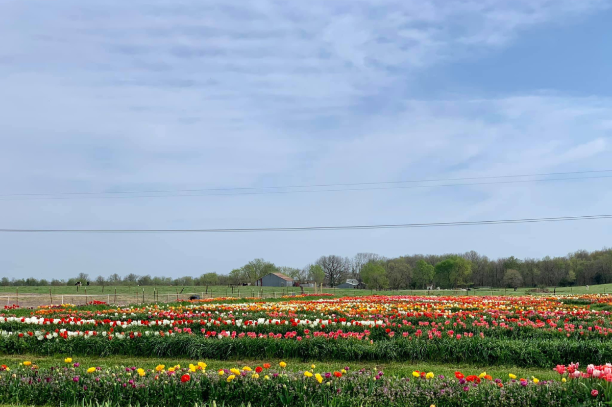 Pick Tulips in Arkansas: Plan a Visit to True Colors Farm