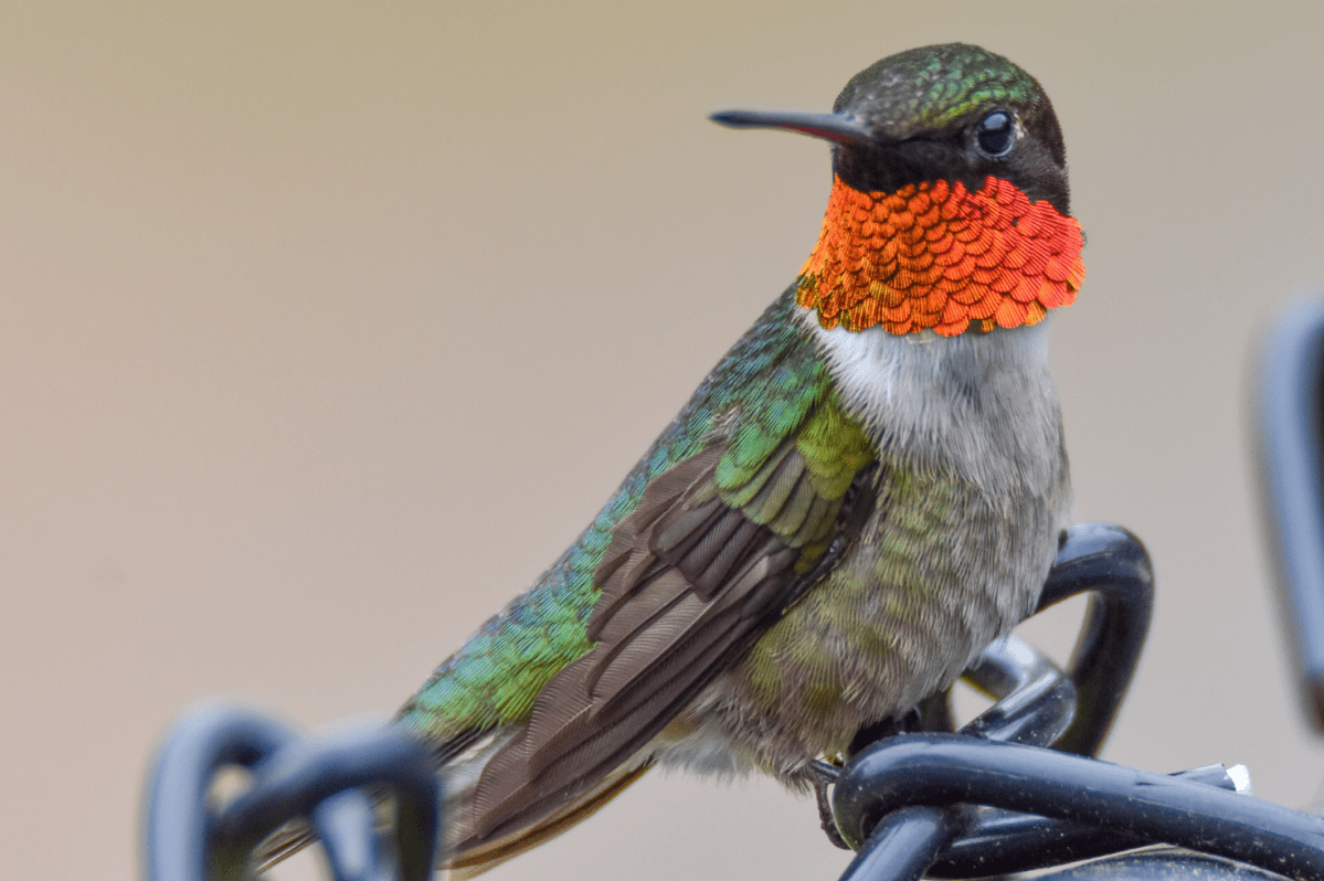 Hummingbirds in Virginia: Learn More About Their Migration This Spring