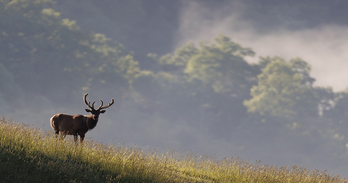The New Best Way To View A Herd Of Elk In West Virginia