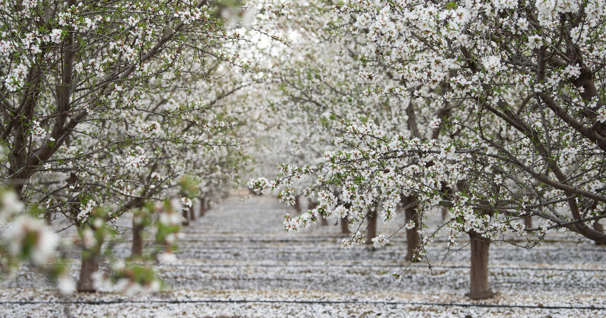 This NorCal Almond Festival Celebrates Its 62nd Year