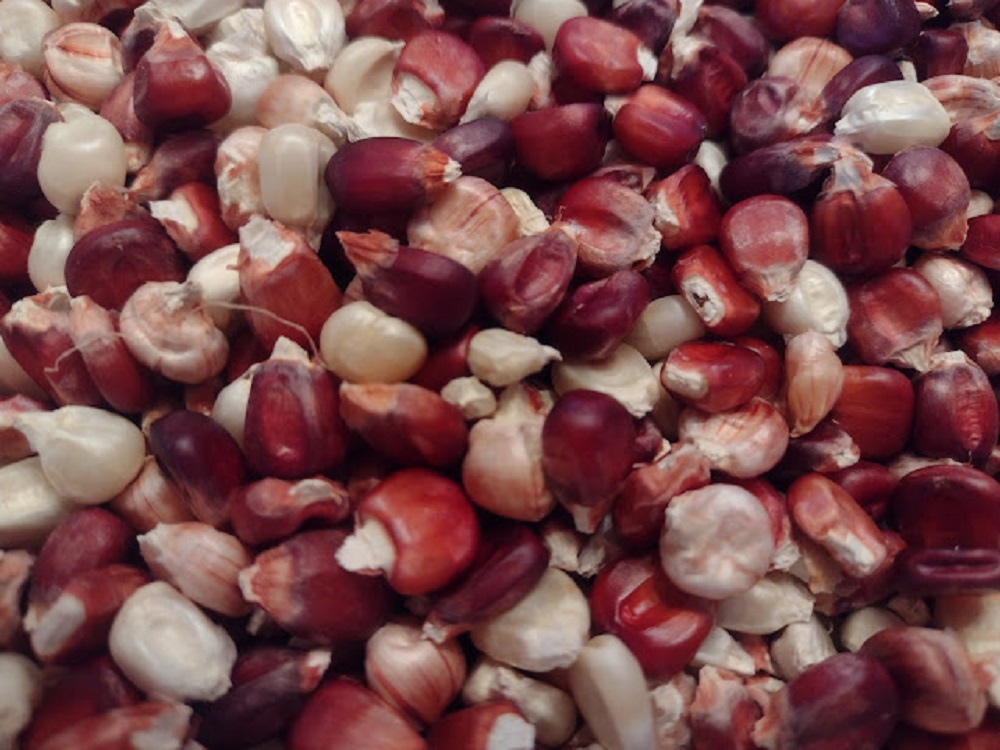 The Little-Known Story Of Bloody Butcher Corn In West Virginia And How ...