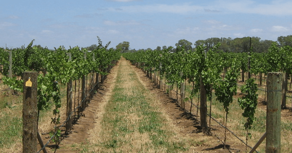 Check Out The Newly-Revamped Georgia Wine Highway