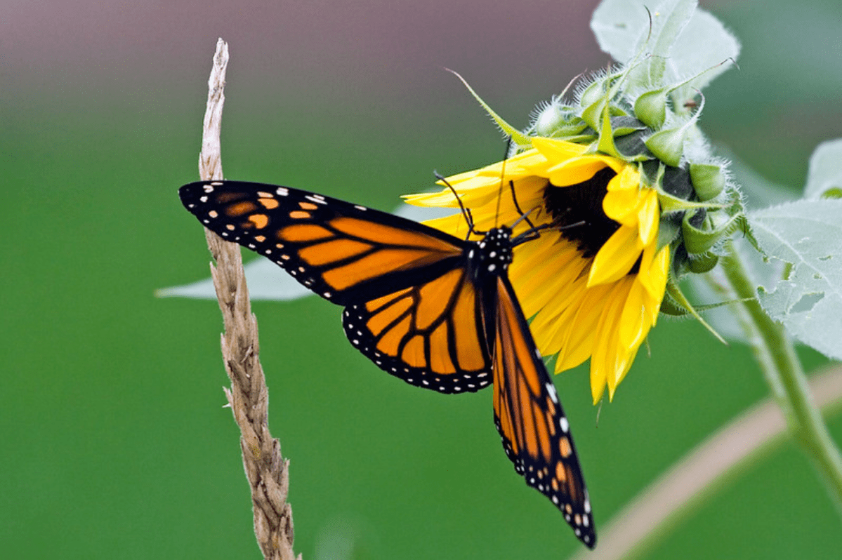 Prepare for the Return of Monarch Butterflies in Minnesota This Spring