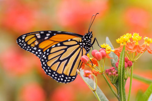 Best Places to Visit in North Carolina | Travel Guide 2025