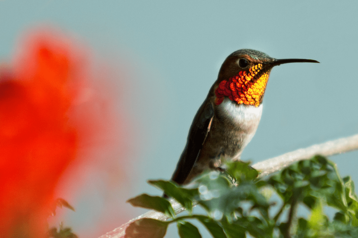 Spring Is the Best Time to See Hummingbirds in Connecticut