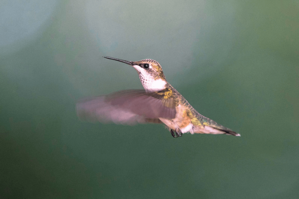 Spring Is the Best Time To See Hummingbirds in Maryland