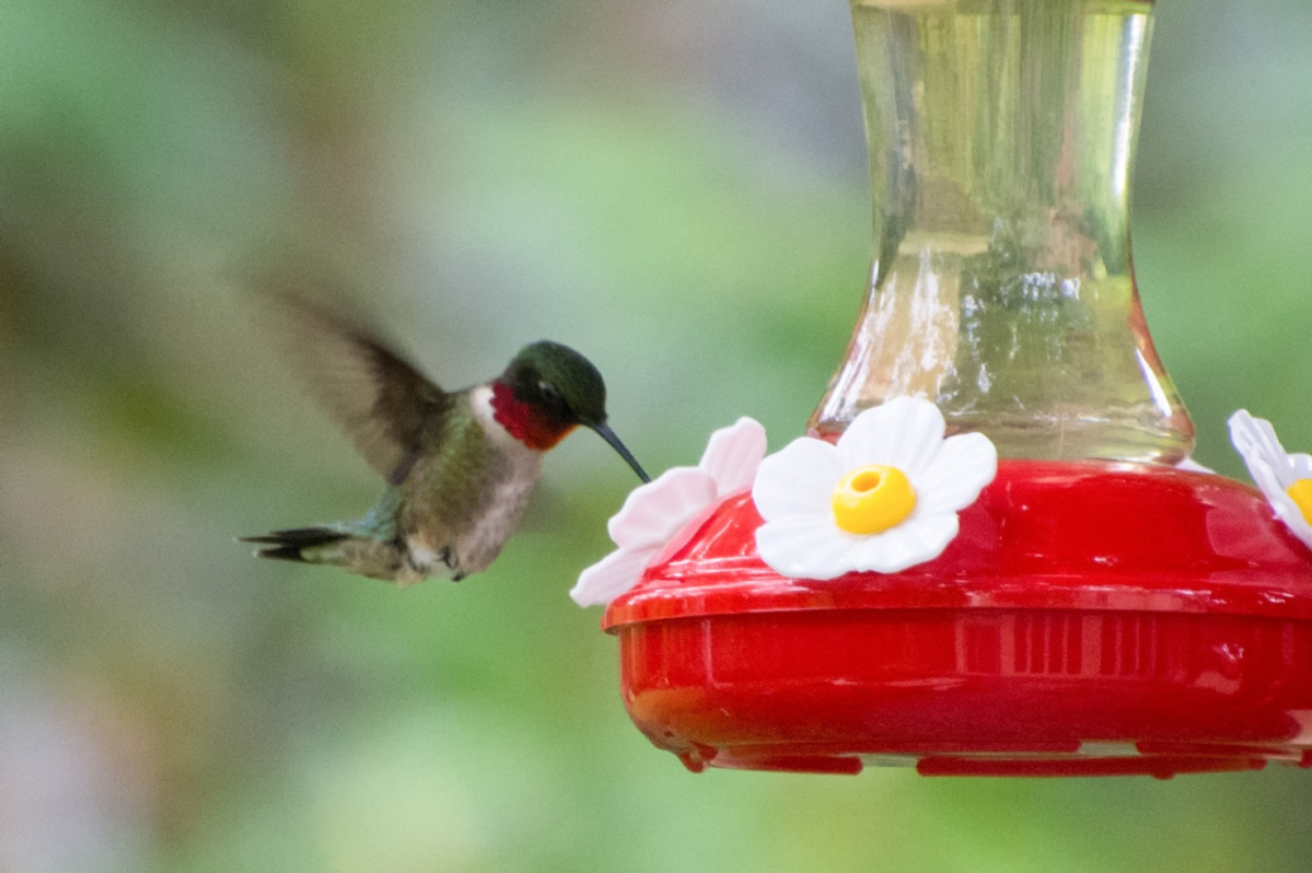 The Best Time to See Hummingbirds in Vermont