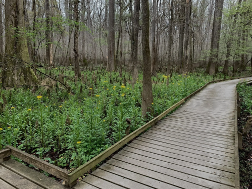 The 12 Best Things To Do In South Carolina In Spring