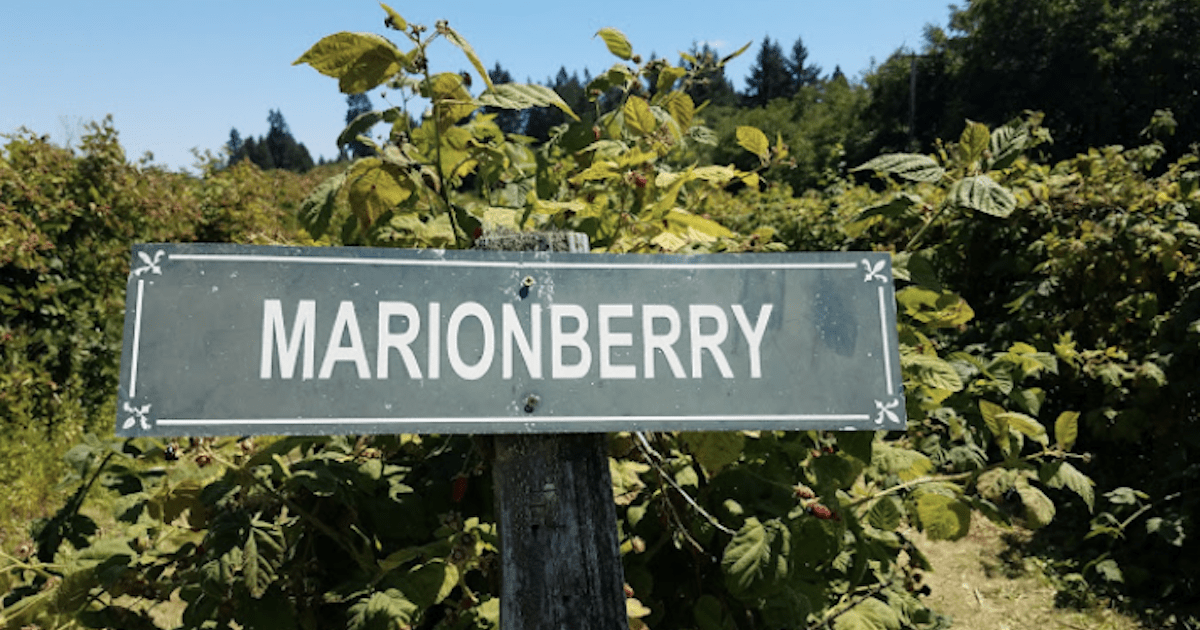Marionberries: Did You Know This Fruit Was Created In Oregon?