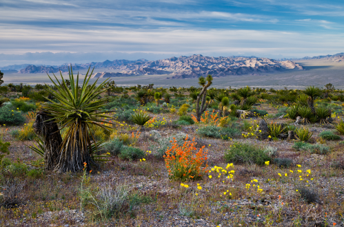 The 12 Best Things To Do In Nevada In Spring