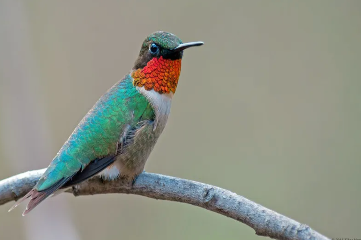 When Will Hummingbirds Arrive in New Hampshire This Spring?