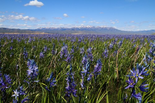The 14 Best Things To Do In Idaho In Spring
