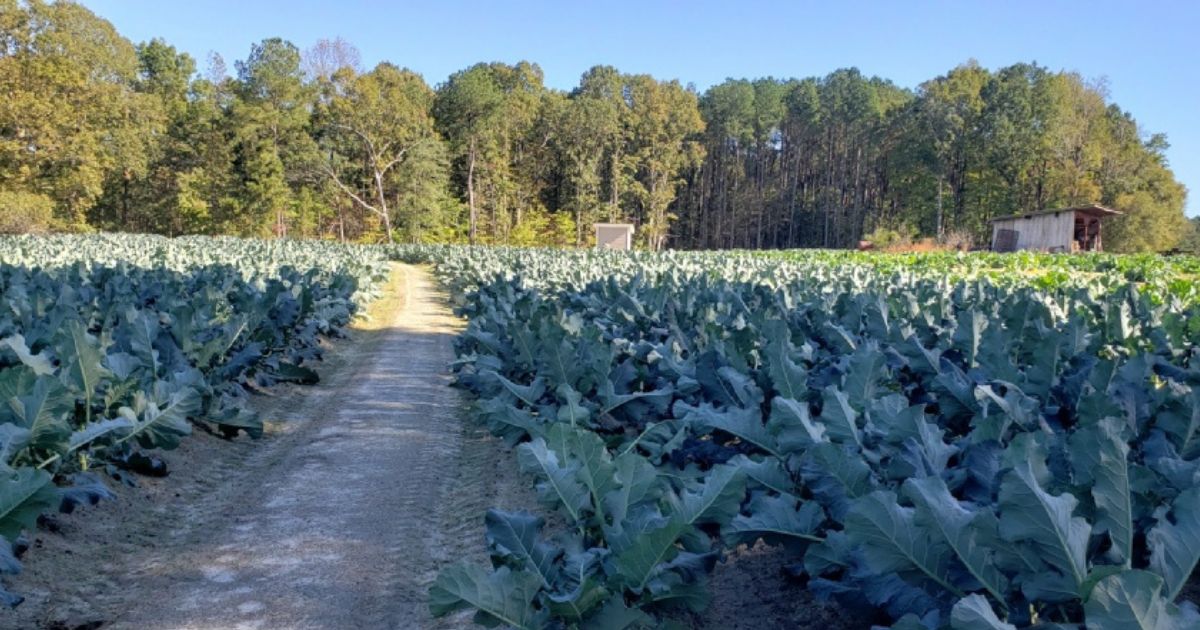 The Little-Known Story Of Collards In North Carolina And How They Are ...