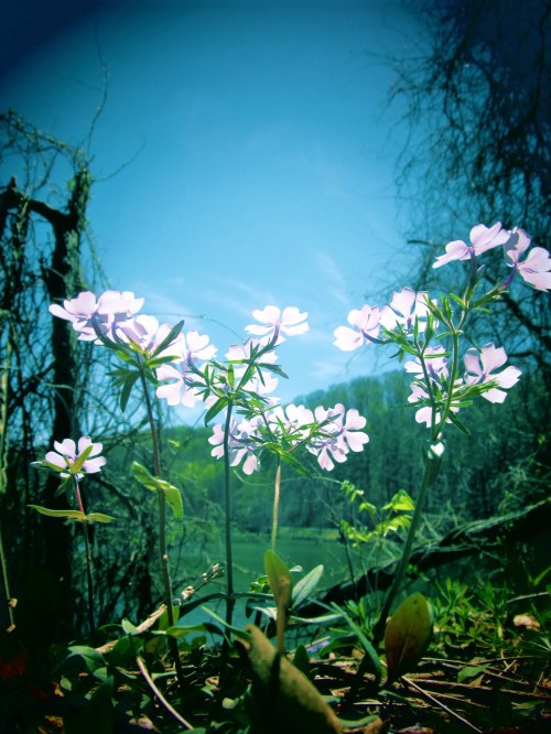 The 12 Best Things To Do In Tennessee In Spring