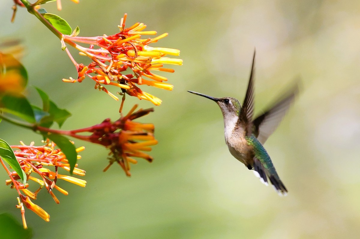 When Will Hummingbirds Return to Alabama?