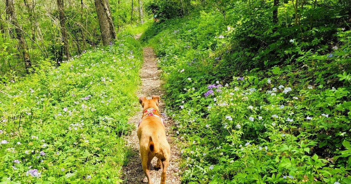 Wildflower Trail In Arkansas: Lake Wedington Shore Trail