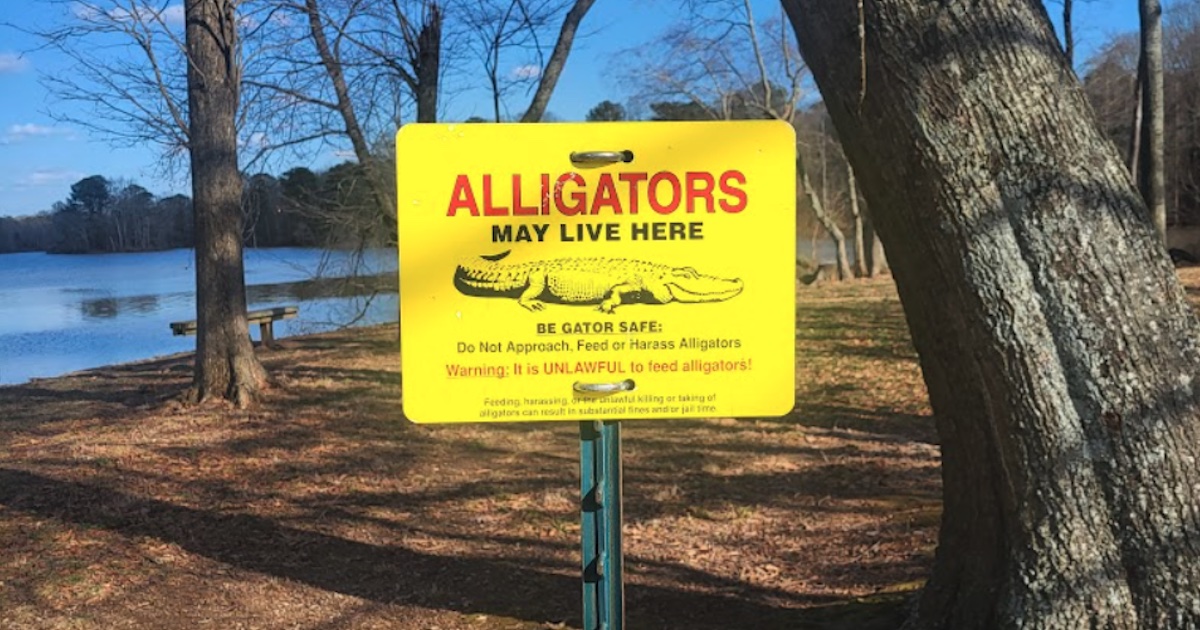 How Alligators Are Making A Comeback In North Alabama