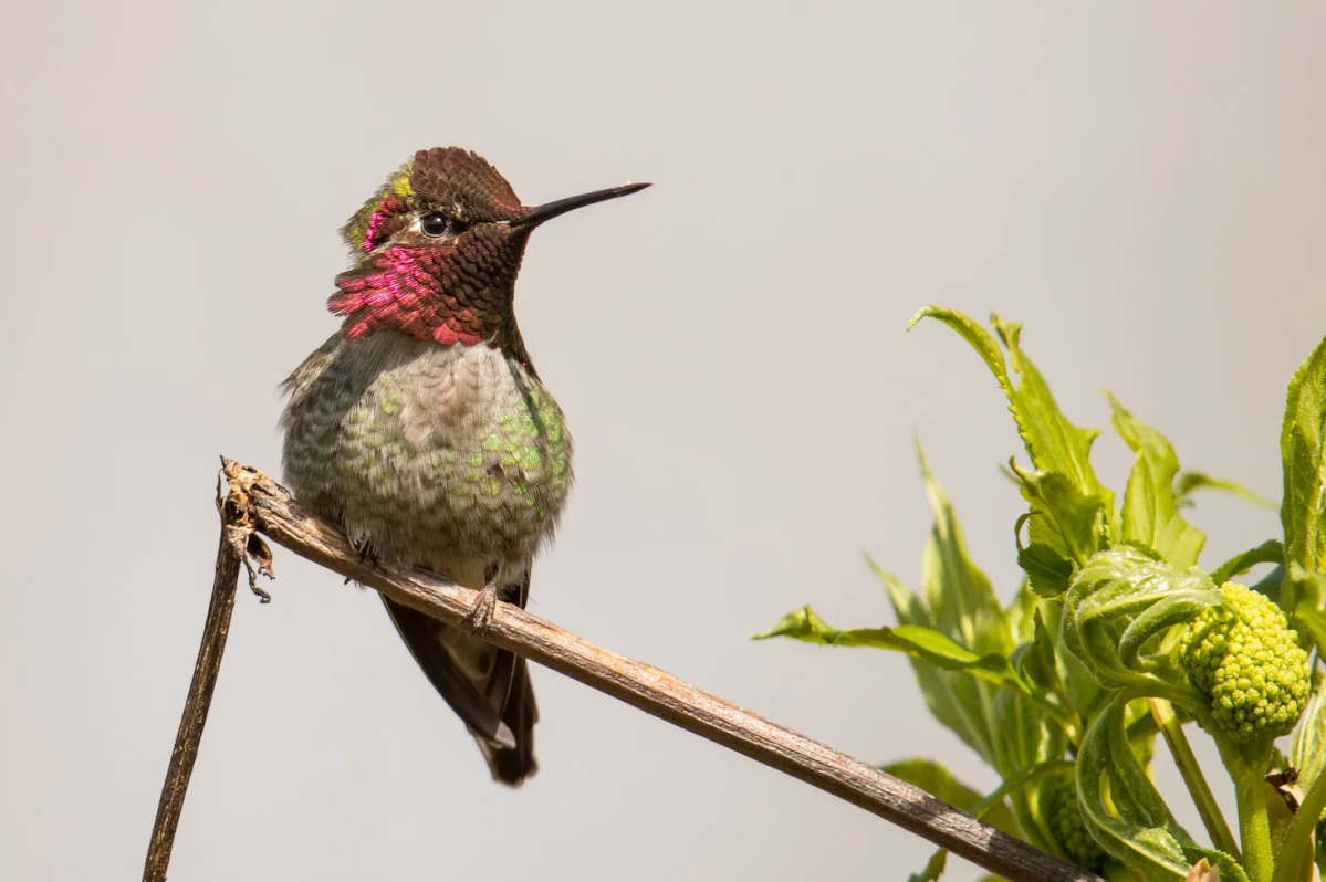 When Can I See Hummingbirds in Washington?