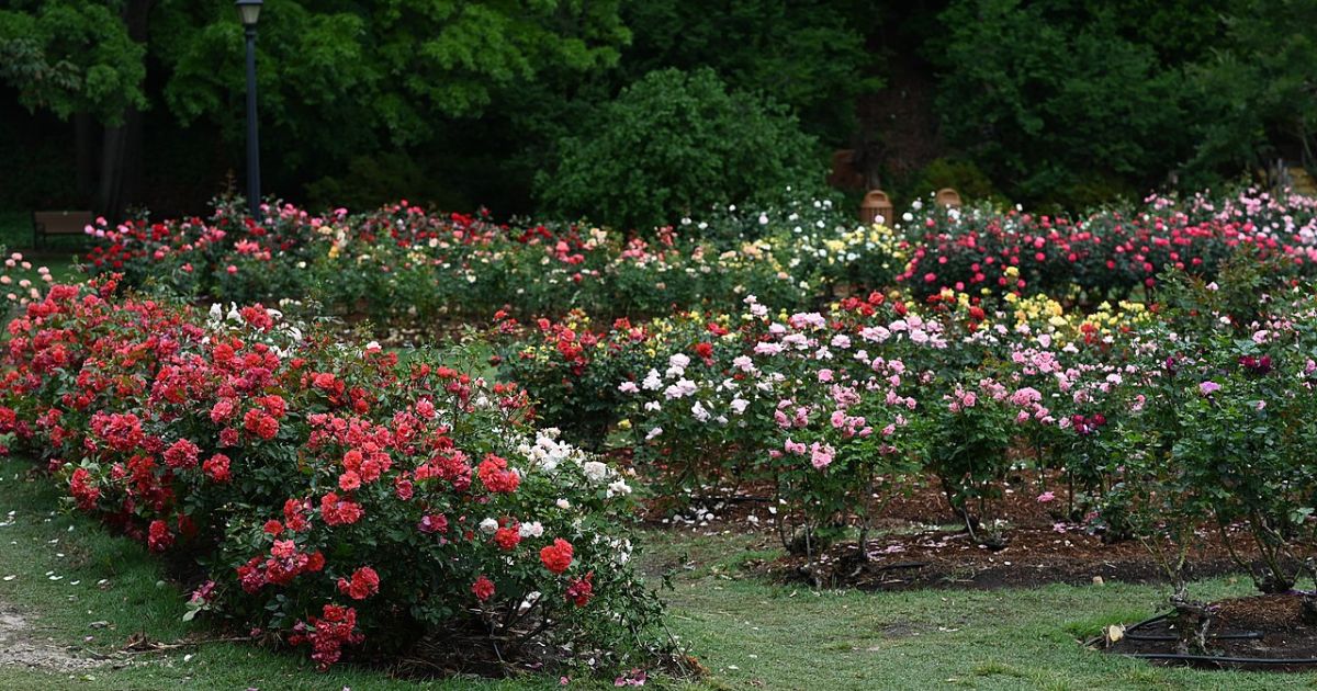 Raleigh Rose Garden: A Hidden Rose Garden In North Carolina