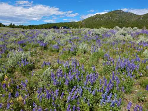 The 15 Best Things To Do In Montana In Spring