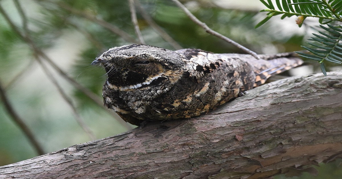 The Eastern Whip-Poor-Will Is A Wonderful West Virginia Sound