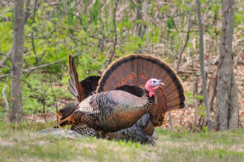 The Return Of Wild Turkeys In Rhode Island