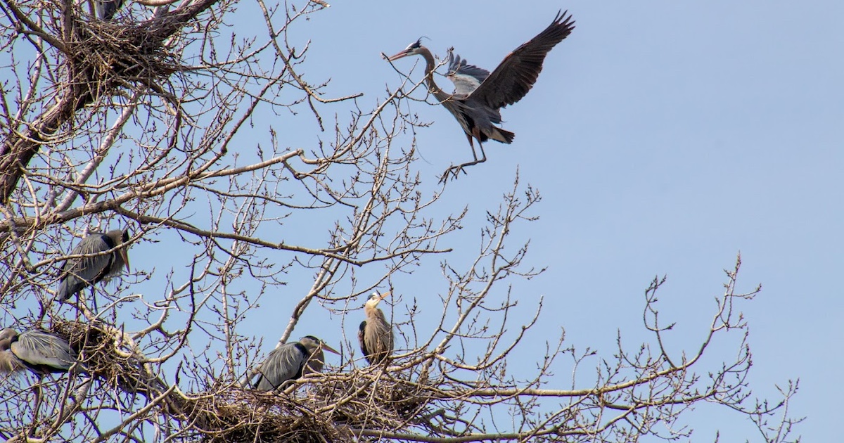 This Park Is One Of The Best Places To See Herons In Minnesota
