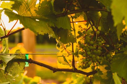 The Connecticut Wine Trail Begins April 2024