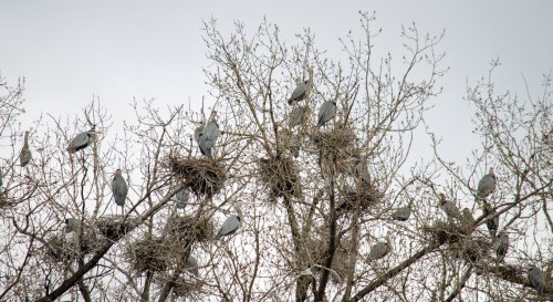 This Park Is One Of The Best Places To See Herons In Minnesota