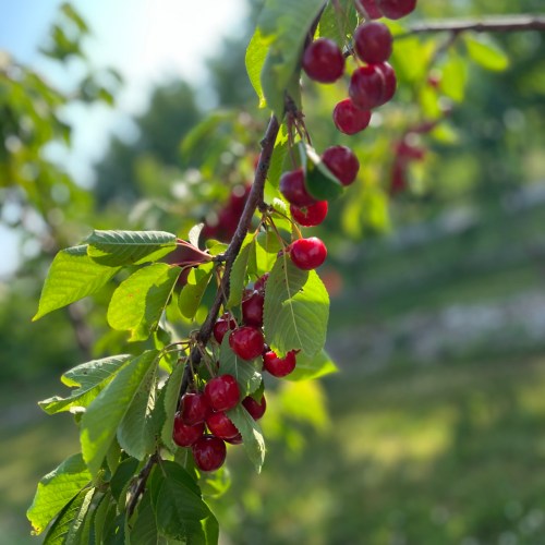 Traverse City, Michigan Is The Cherry Capital Of The World