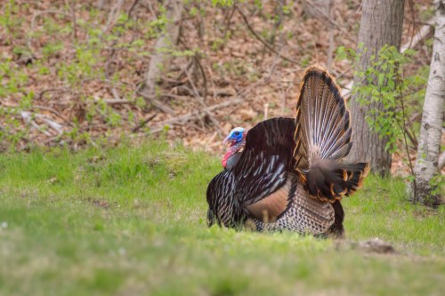The Return Of Wild Turkeys In Rhode Island