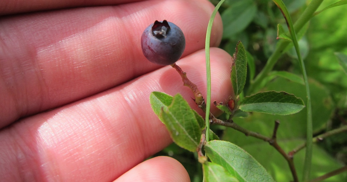 Fill Up On Wild Blueberries In Minnesota Along This Hiking Trail
